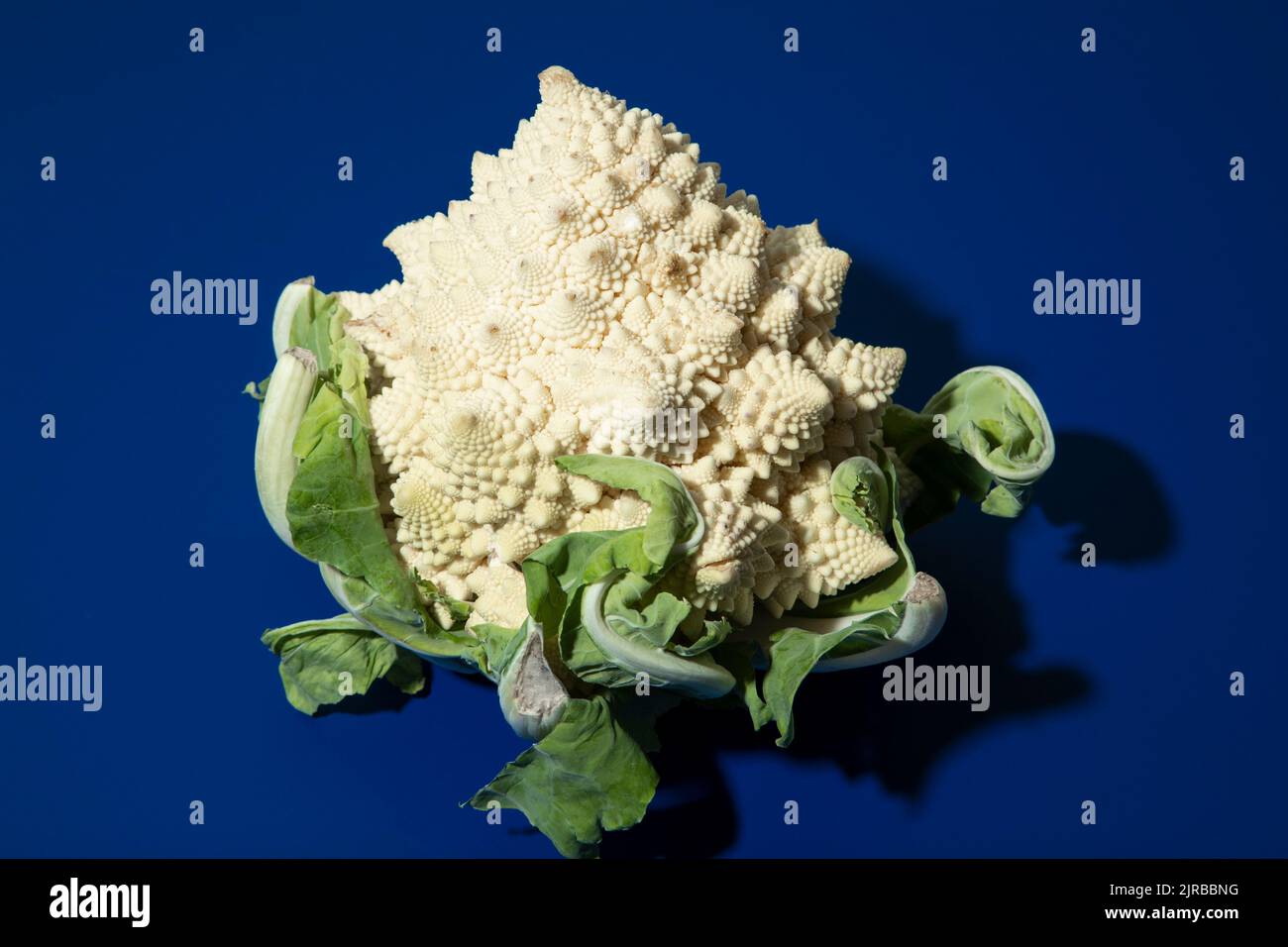 Fresh white Romanesco broccoli against blue background Stock Photo - Alamy