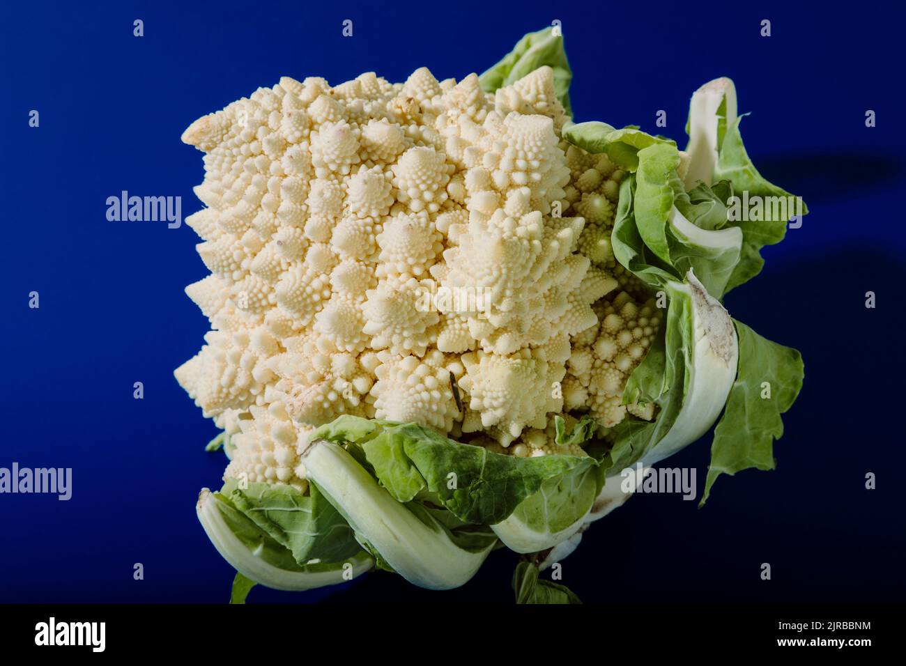 White Romanesco broccoli against blue background Stock Photo - Alamy