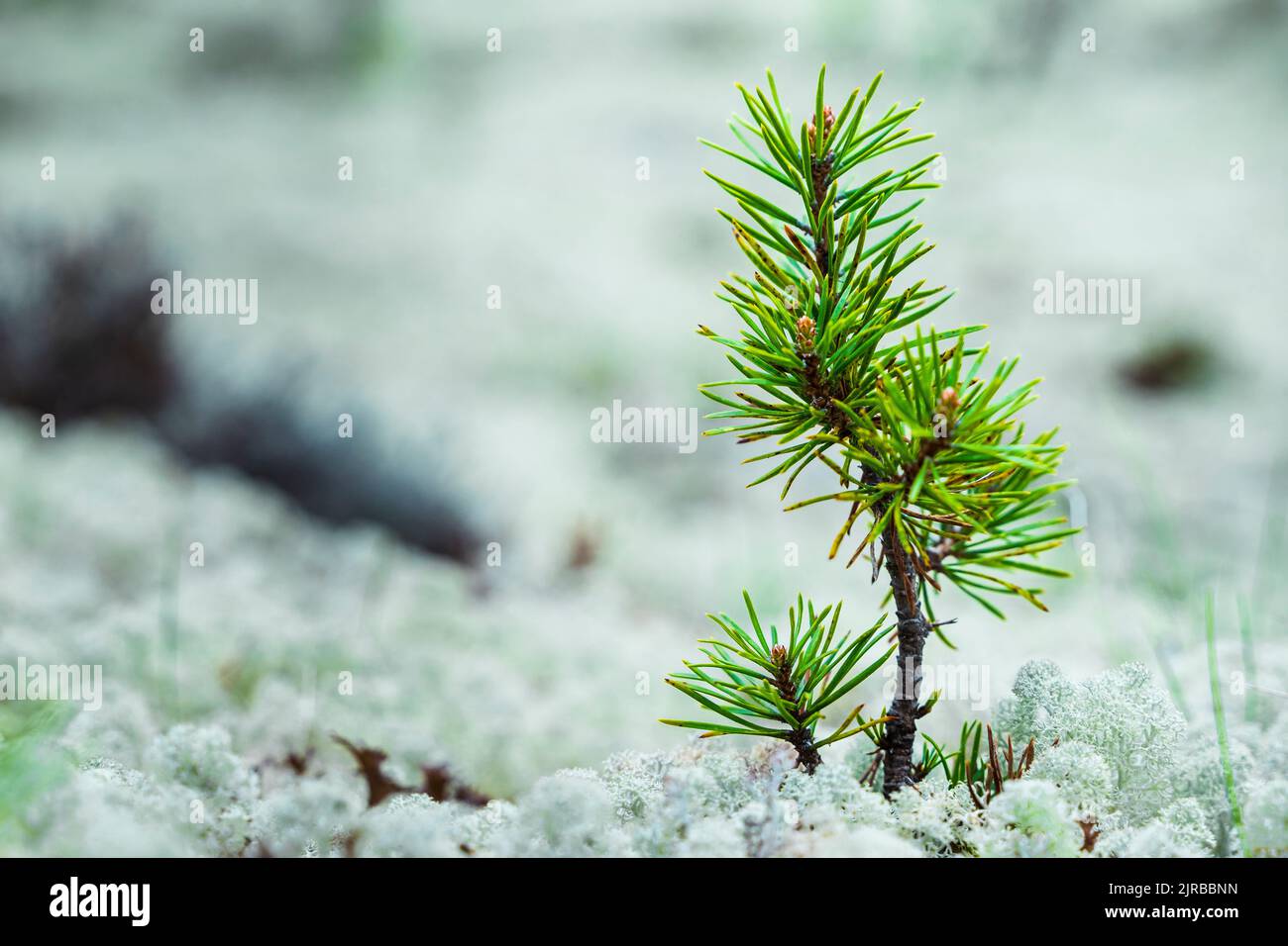 Sapling conifer hi-res stock photography and images - Alamy