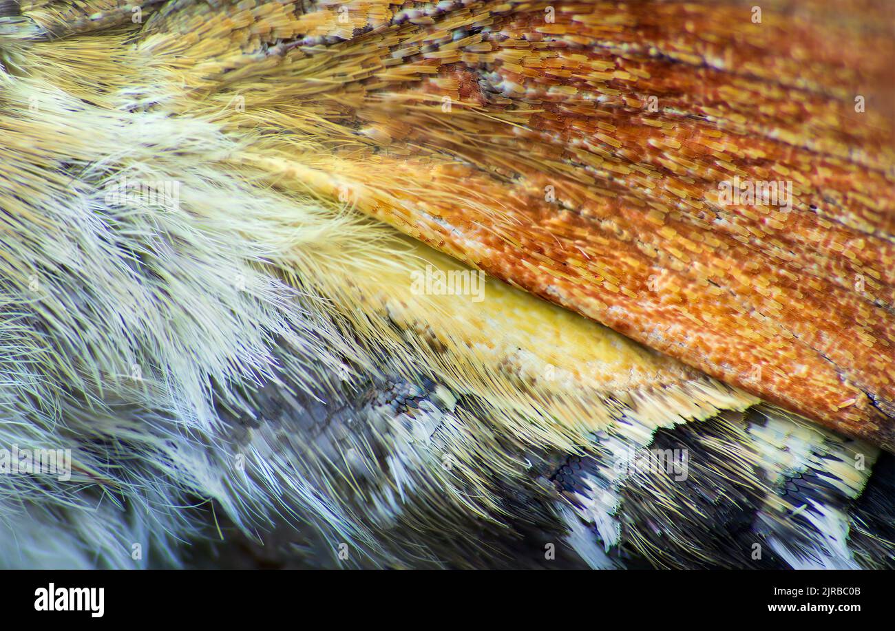 Side of hummingbird hawk moth, macroglossum stellatarum animal. Macro ...