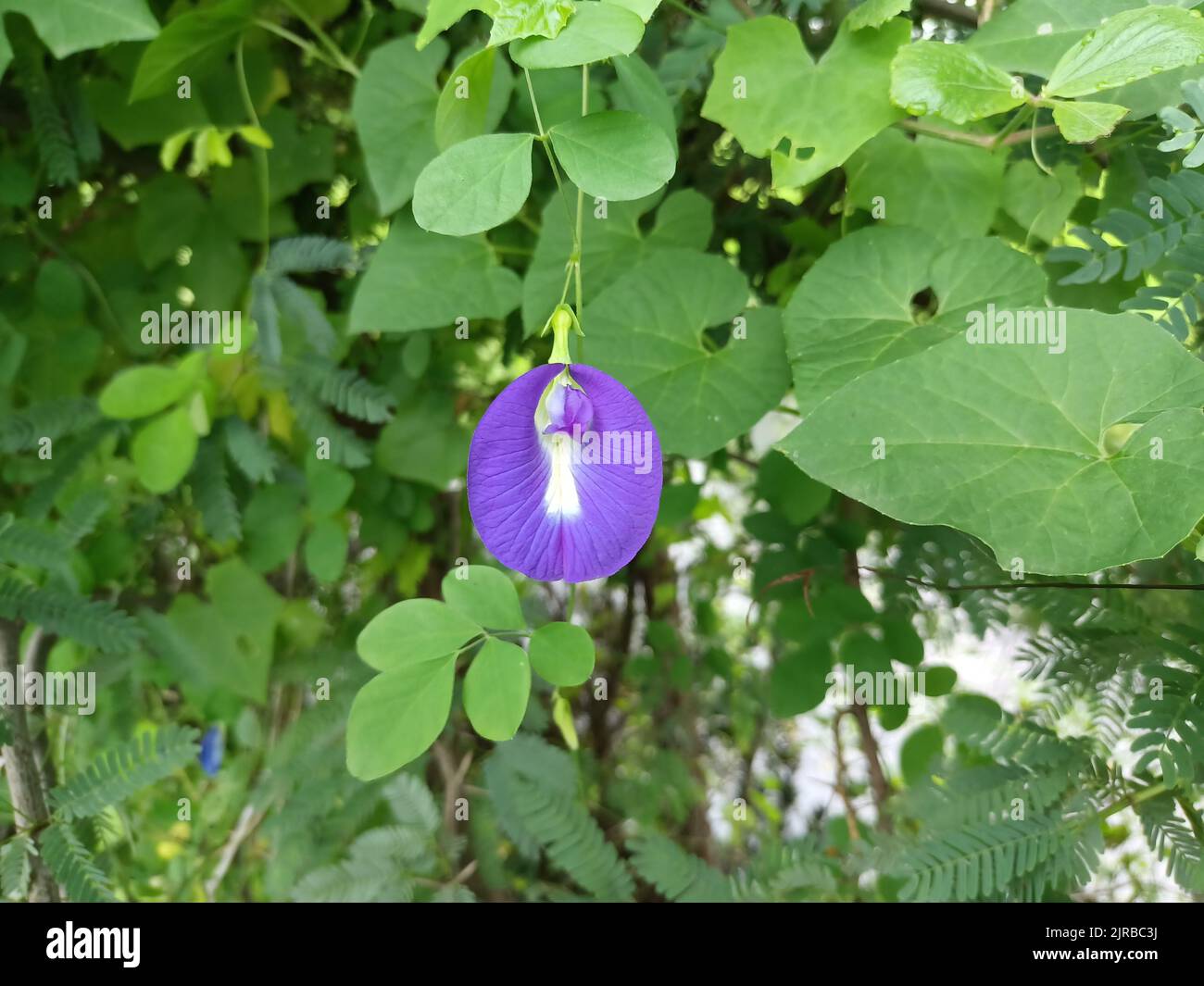 A Clitoria ternatea or Butterfly pea Stock Photo - Alamy