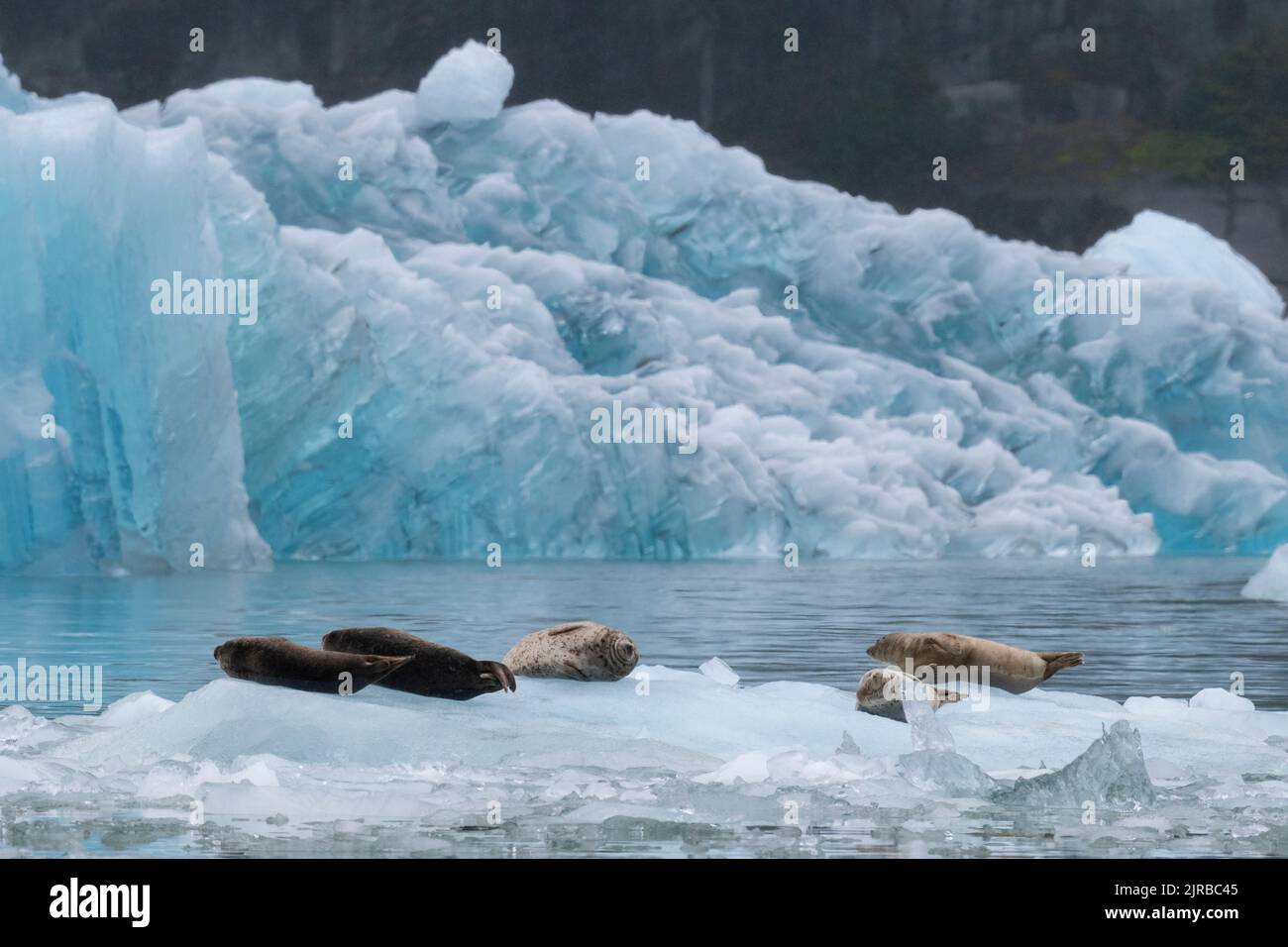 USA, Alaska, Stikine-LaConte Wilderness, LaConte Glacier. Harbor seals ...
