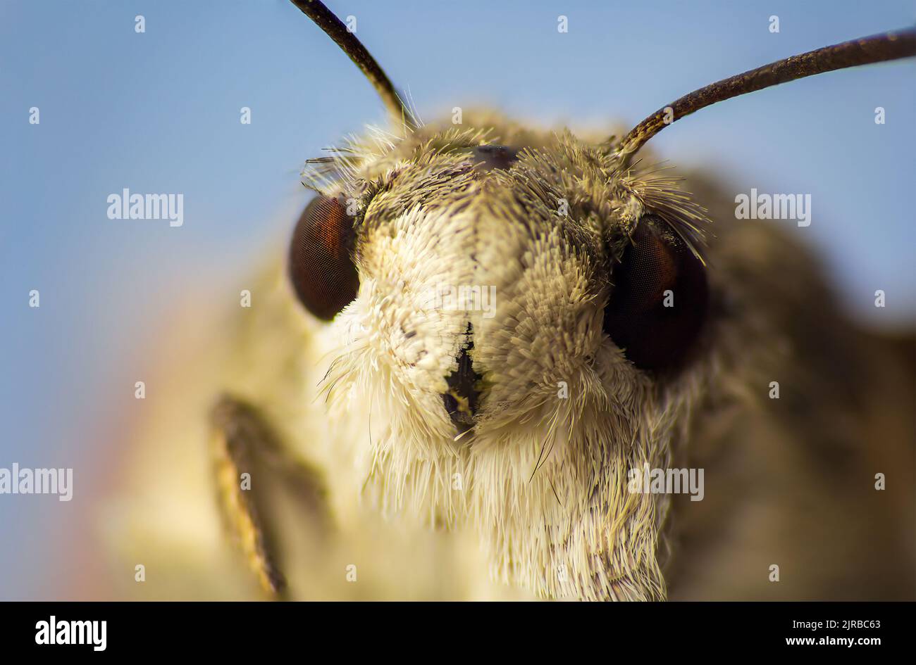 Front view hummingbird hawk moth, macroglossum stellatarum animal ...