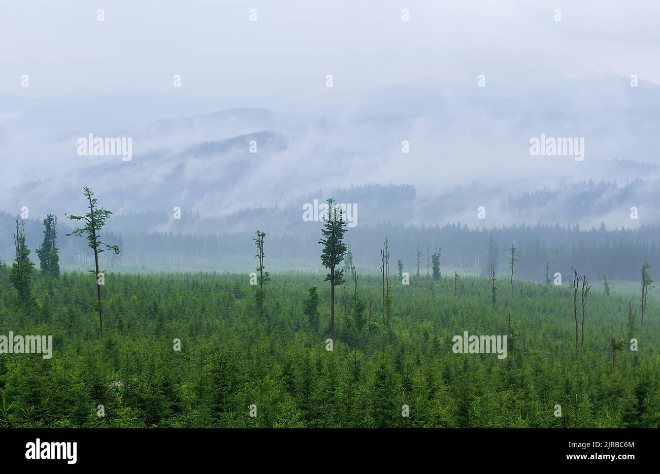 Coniferous forest in dramatic storm and misty fog, heavy rain. Czech ...