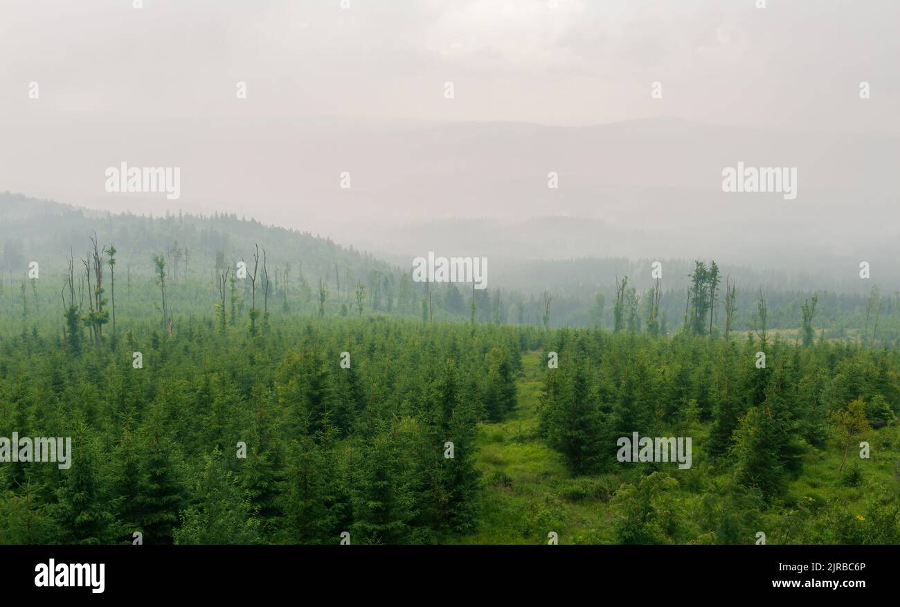 Coniferous forest in dramatic storm and misty fog, heavy rain. Czech ...