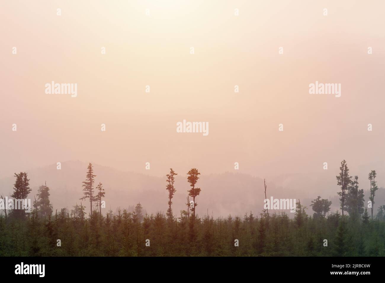 Coniferous tree in forest at sunrise misty fog. Czech nature, sumava ...