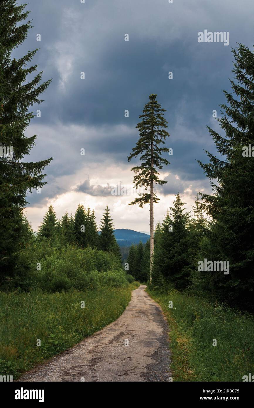 Asphalt road in forest under dramatic storm sky. Czech nature, sumava ...