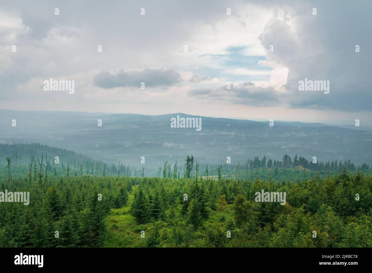 Coniferous forest in dramatic storm and misty fog, heavy rain. Czech ...