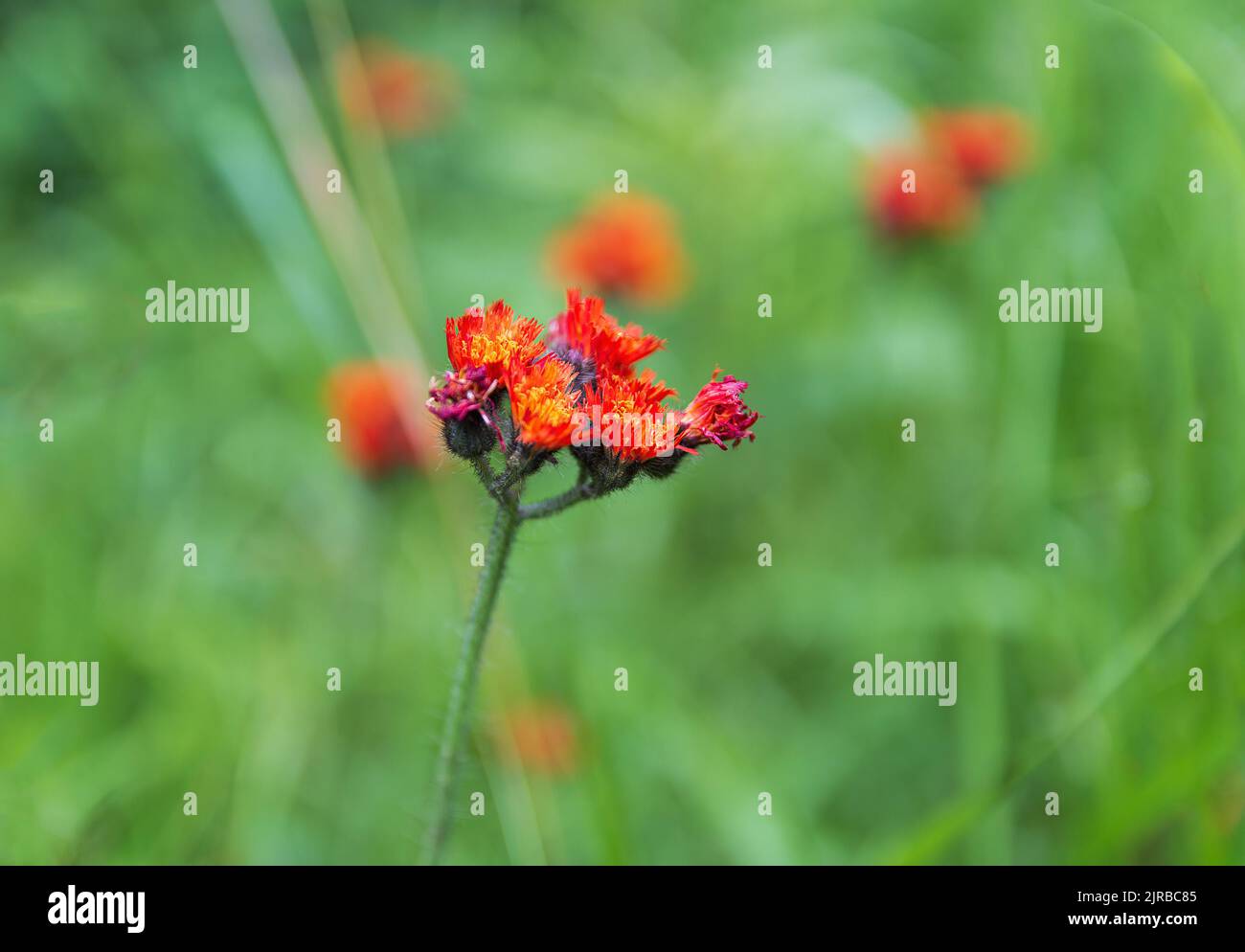 Hieracium aurantiacum, hawkweed flower, plant with blured background ...
