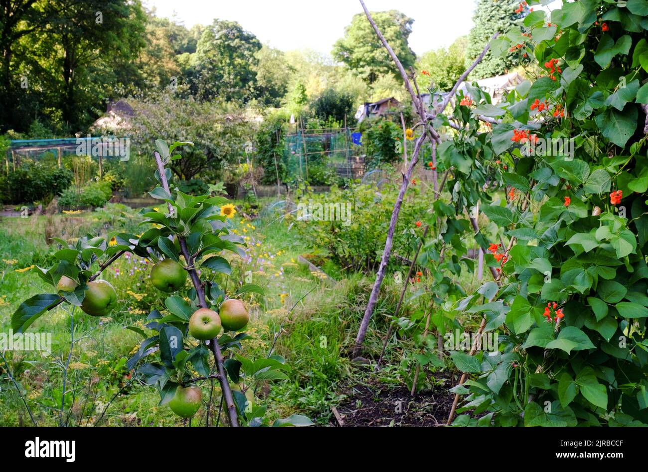 An apple tree in a Yorkshire allotment with sunflowers and vegetables ...