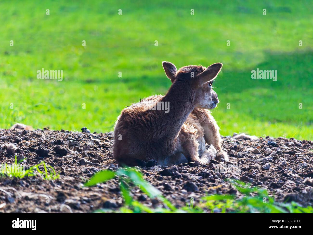 Portrait of fallow deer, dama dama juvenile laying on pasture. Wild ...
