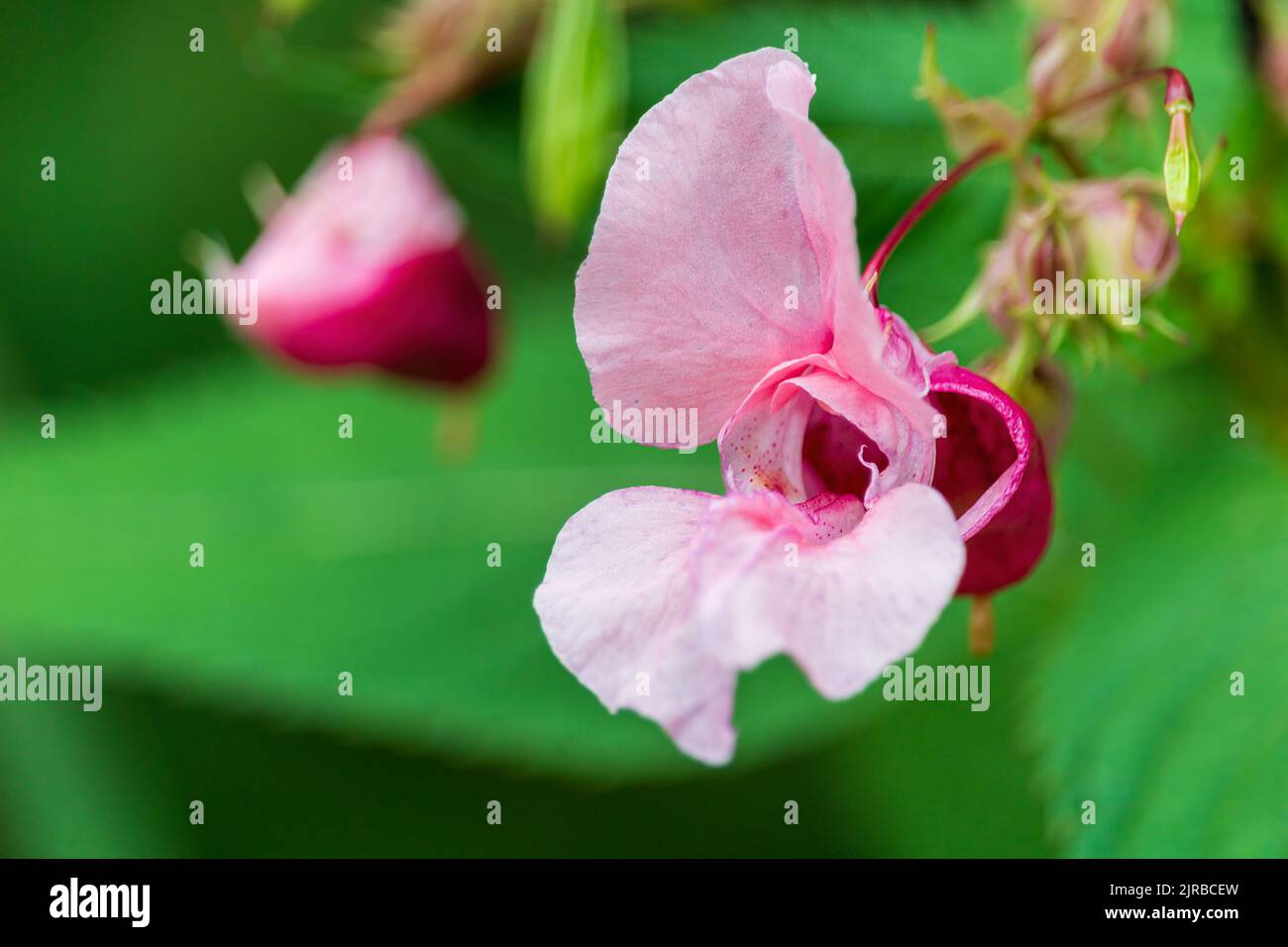 Himalayan balsam, impatiens glandulifera wild flower. Plant background ...