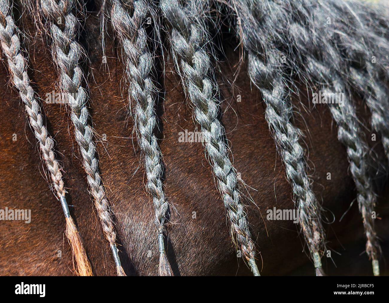 Detail of braided pigtail on horse mane. Animal care, decoration Stock ...