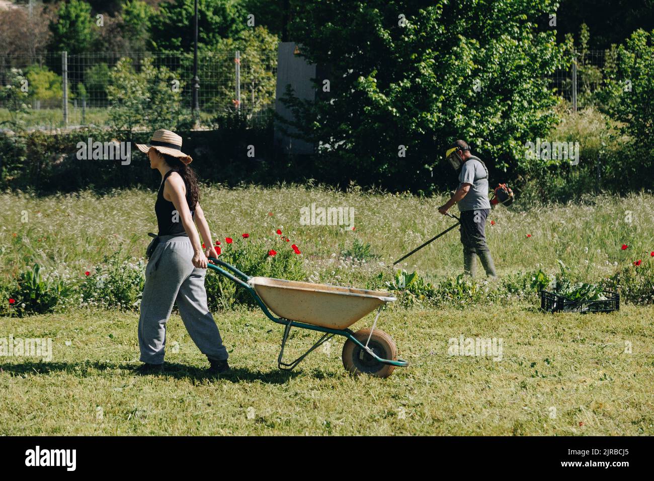 Farmer pulling wheelbarrow with colleague working at field on sunny day ...