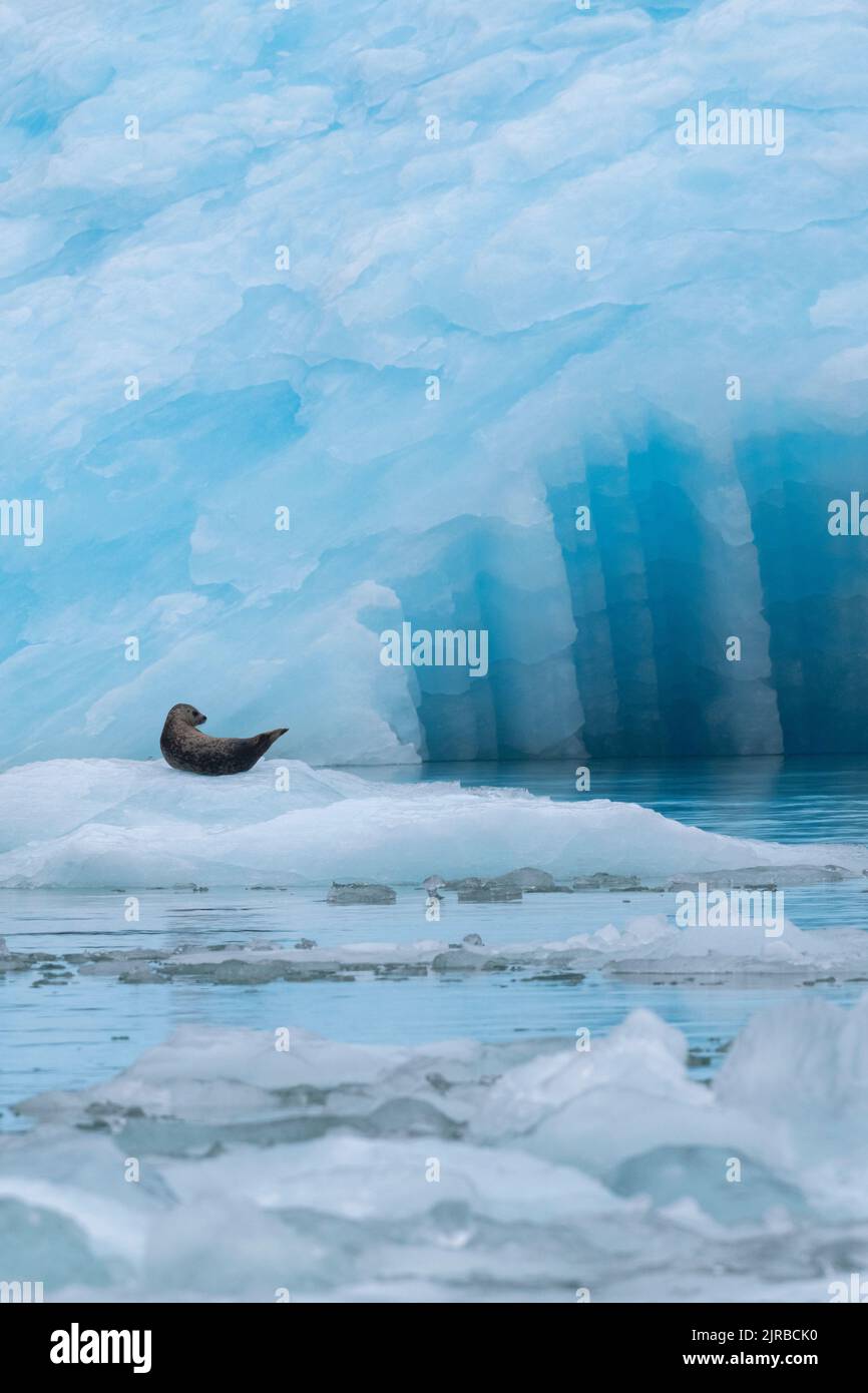 USA, Alaska, Stikine-LaConte Wilderness, LaConte Glacier. Harbor seal ...