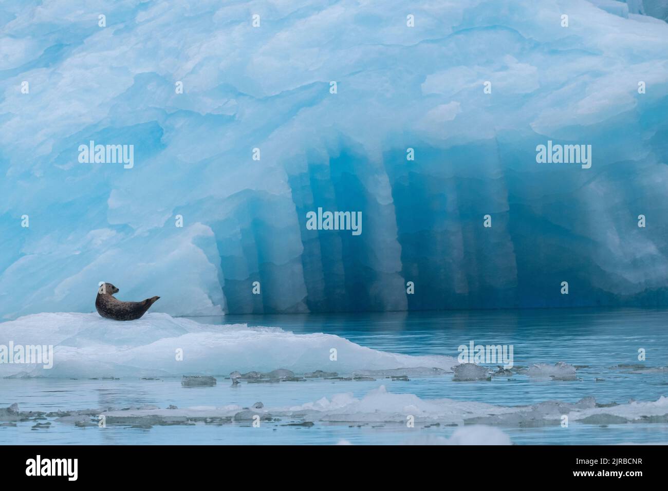 USA, Alaska, Stikine-LaConte Wilderness, LaConte Glacier. Harbor seal ...