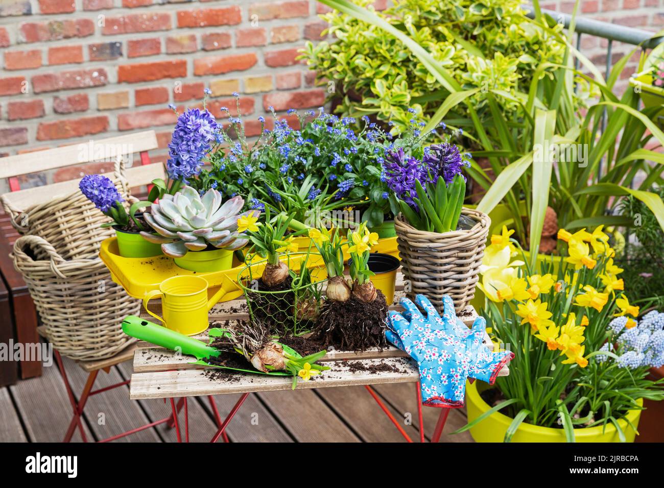 Planting of various springtime flowers in balcony garden Stock Photo ...