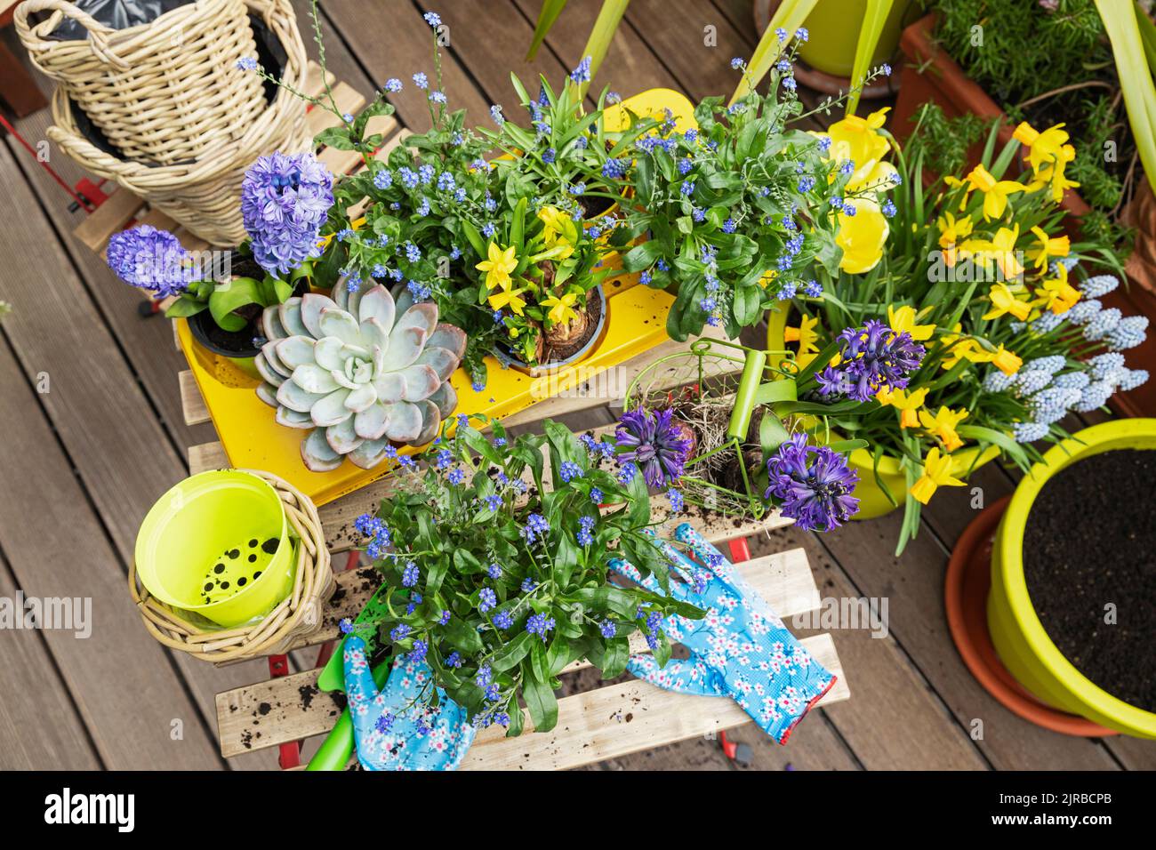 Planting of various springtime flowers in balcony garden Stock Photo ...