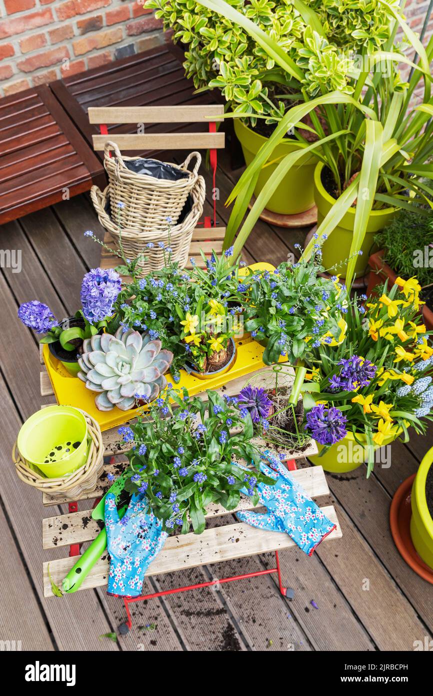 Planting of various springtime flowers in balcony garden Stock Photo ...