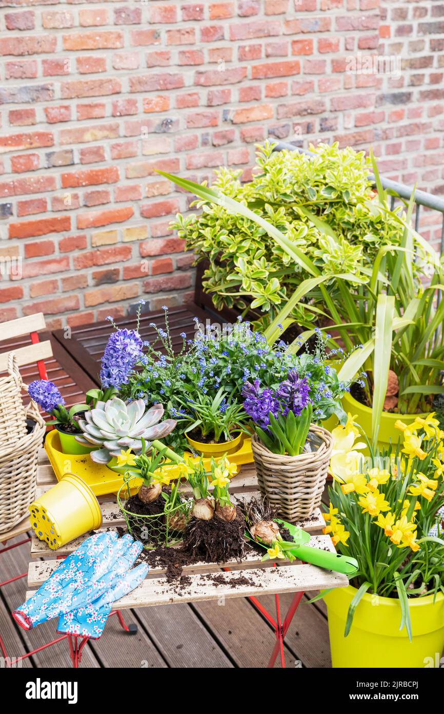 Planting of various springtime flowers in balcony garden Stock Photo ...