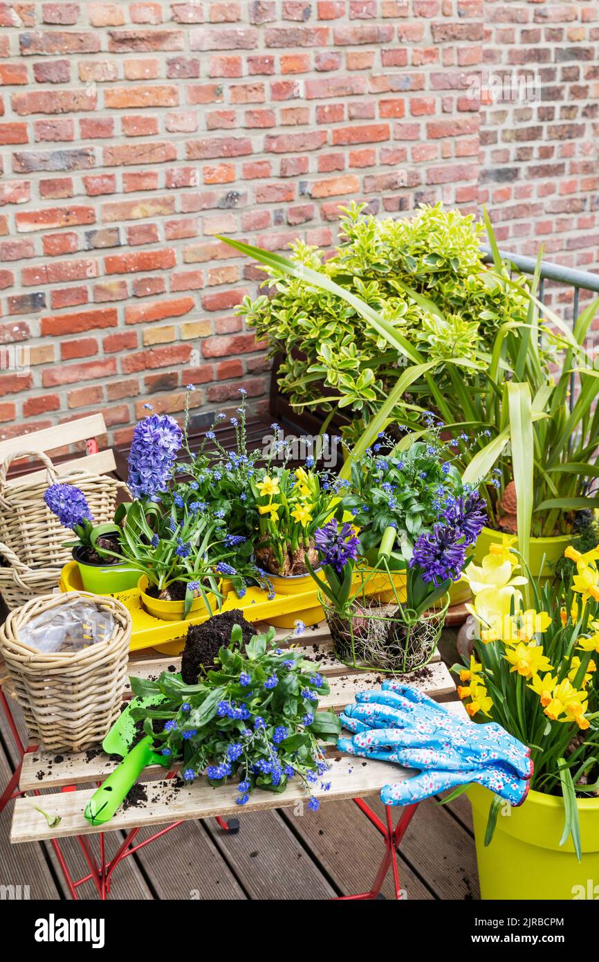 Planting of various springtime flowers in balcony garden Stock Photo ...