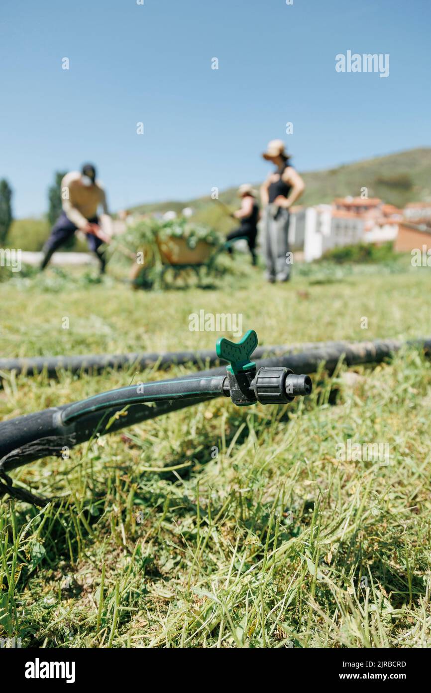 Pipe grass hi-res stock photography and images - Alamy