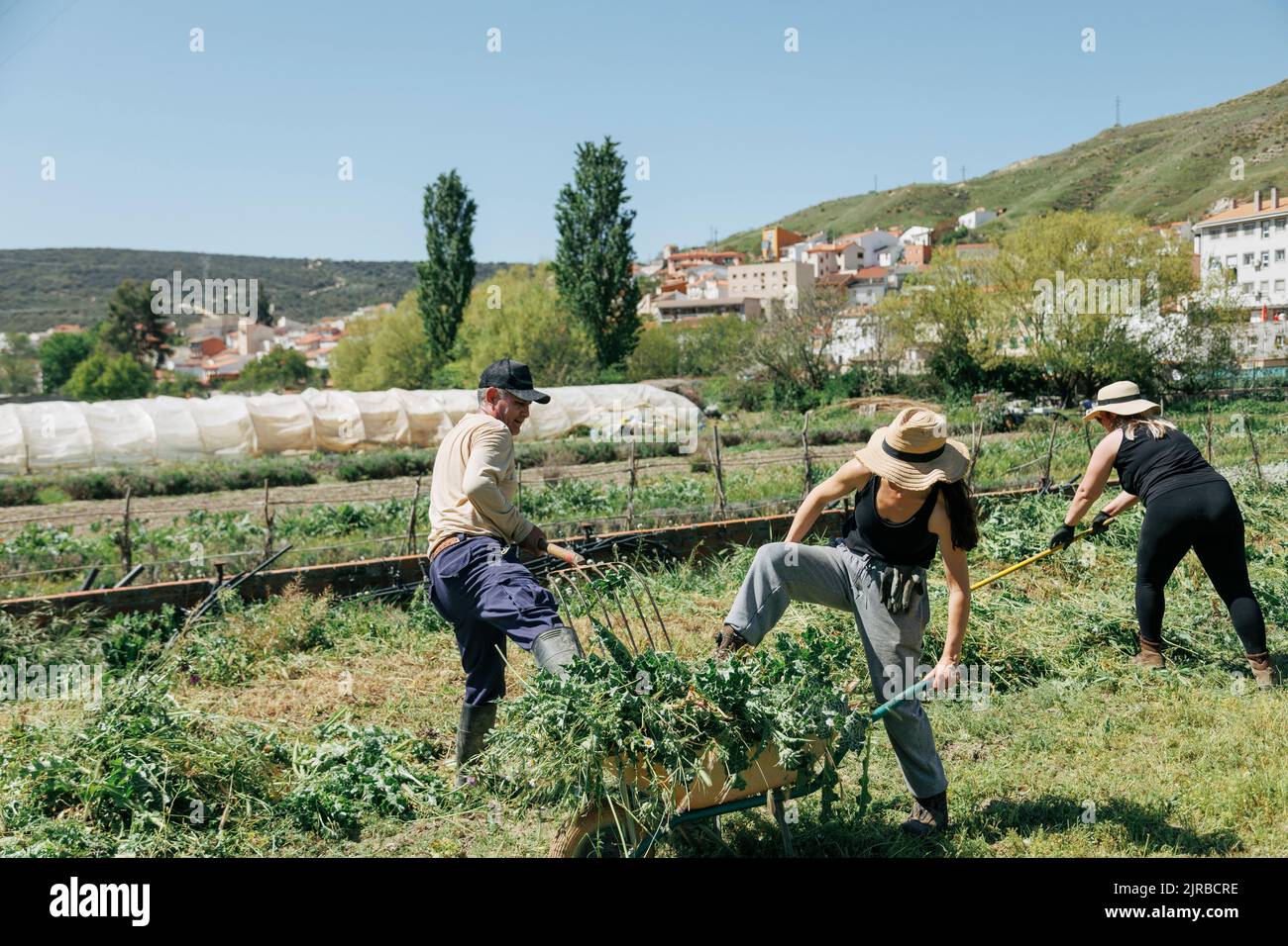 Farm workers with wheelbarrow working at field on sunny day Stock Photo ...
