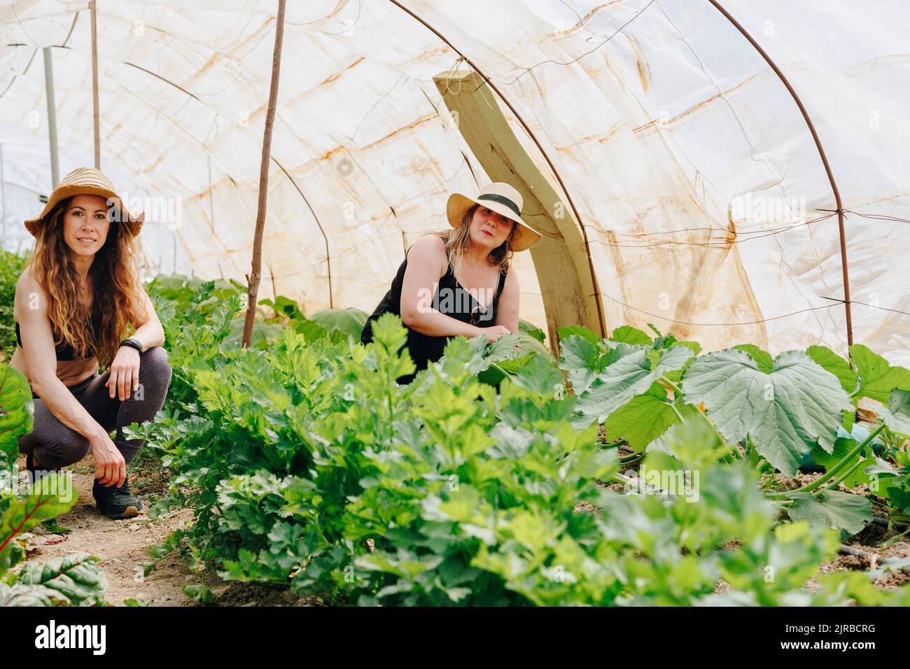 Farm workers wearing hats crouching amidst plants in greenhouse Stock ...