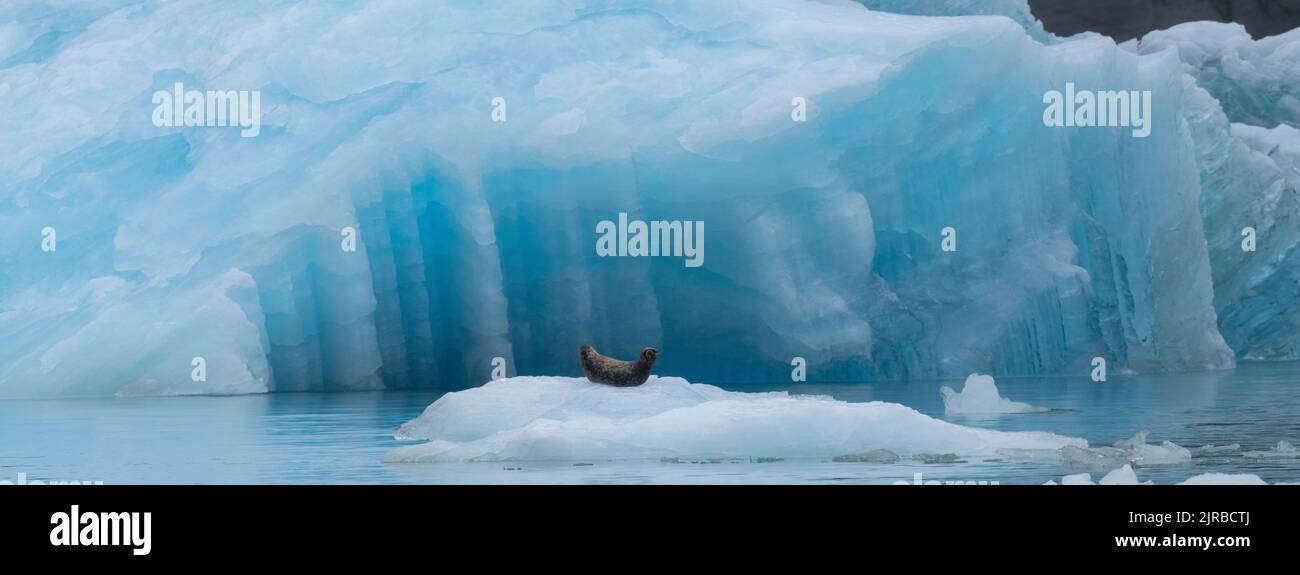 USA, Alaska, Stikine-LaConte Wilderness, LaConte Glacier. Harbor seal ...