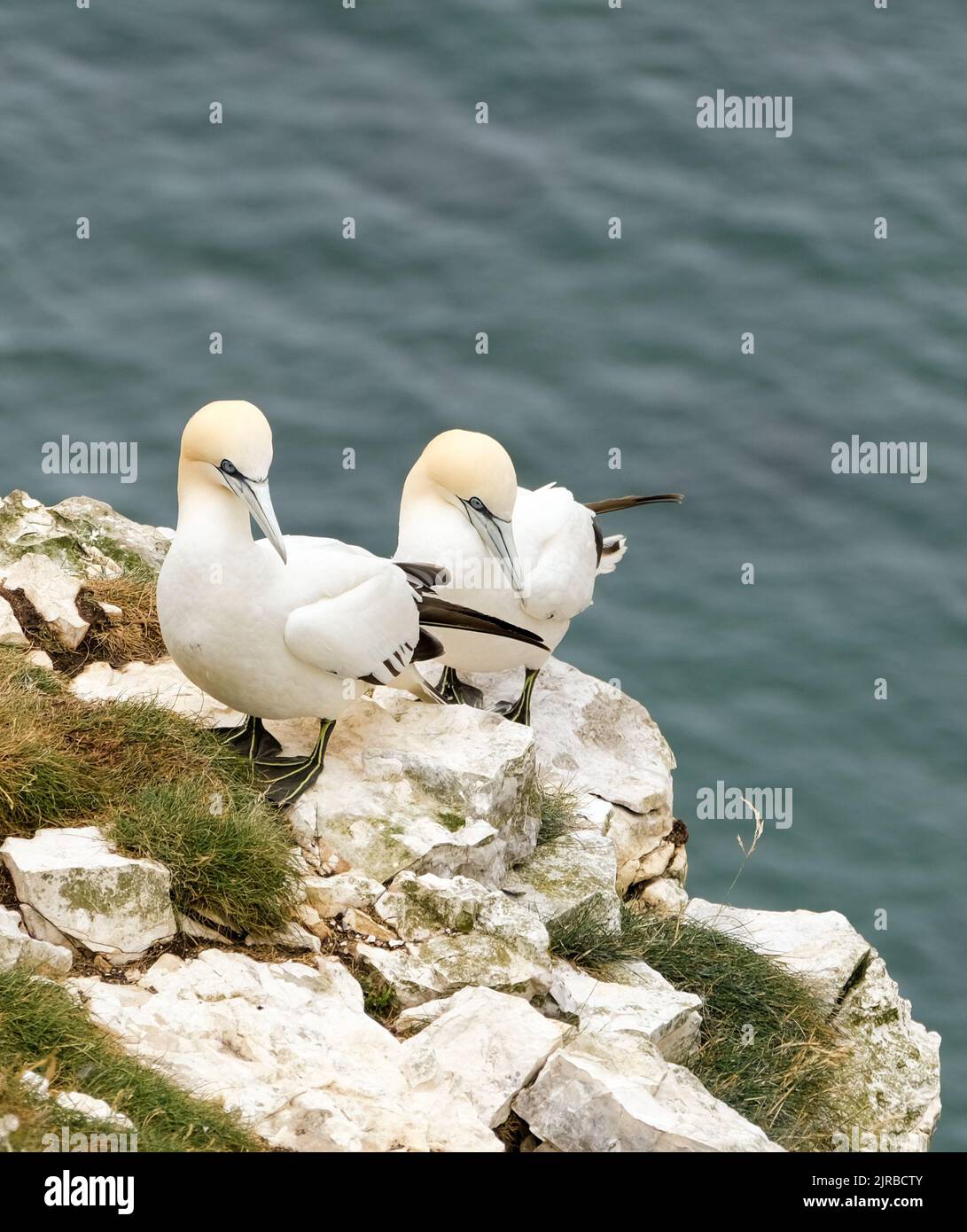 Gannets cling to the rockface at Bempton Cliffs, Yorkshire Stock Photo ...