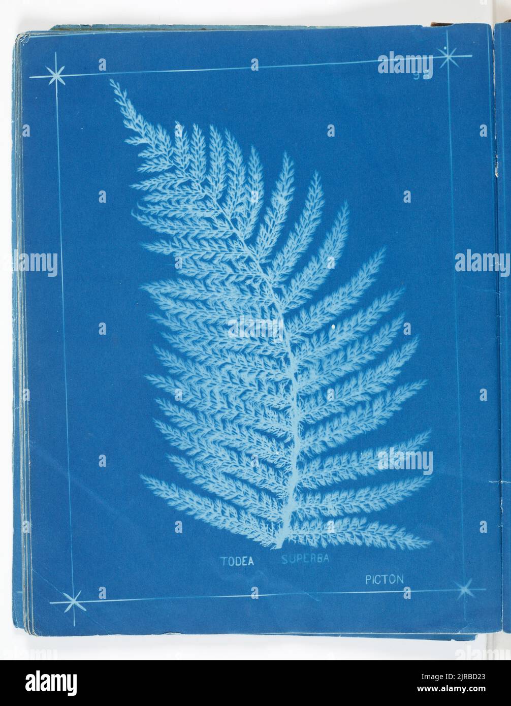 Todea superba hi-res stock photography and images - Alamy