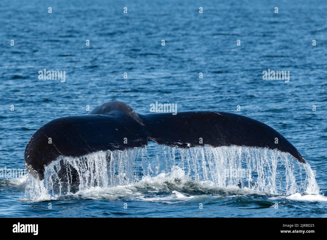 USA, SE Alaska, near Sail Island. Humpback whale (Megaptera ...