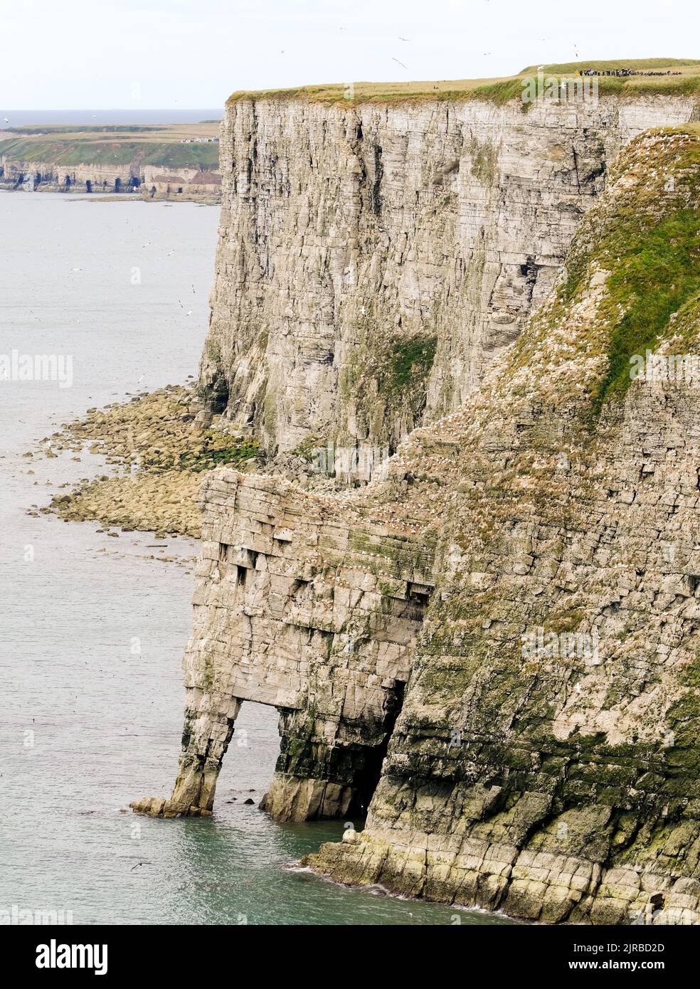 A view along the cliffs near Bempton, Yorkshire with thousands of ...