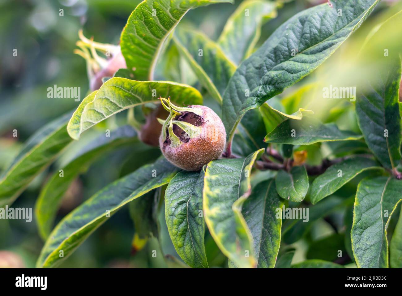 Medlar, Mespilus germanica, ripe fruit and leaves Stock Photo - Alamy