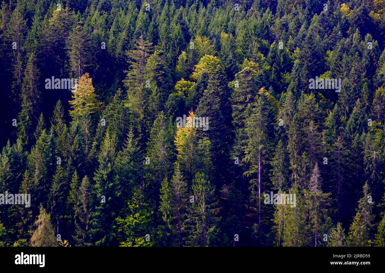 Aerial view of green woodland in Black Forest range Stock Photo - Alamy
