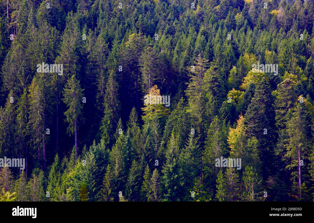 Aerial view of green woodland in Black Forest range Stock Photo - Alamy