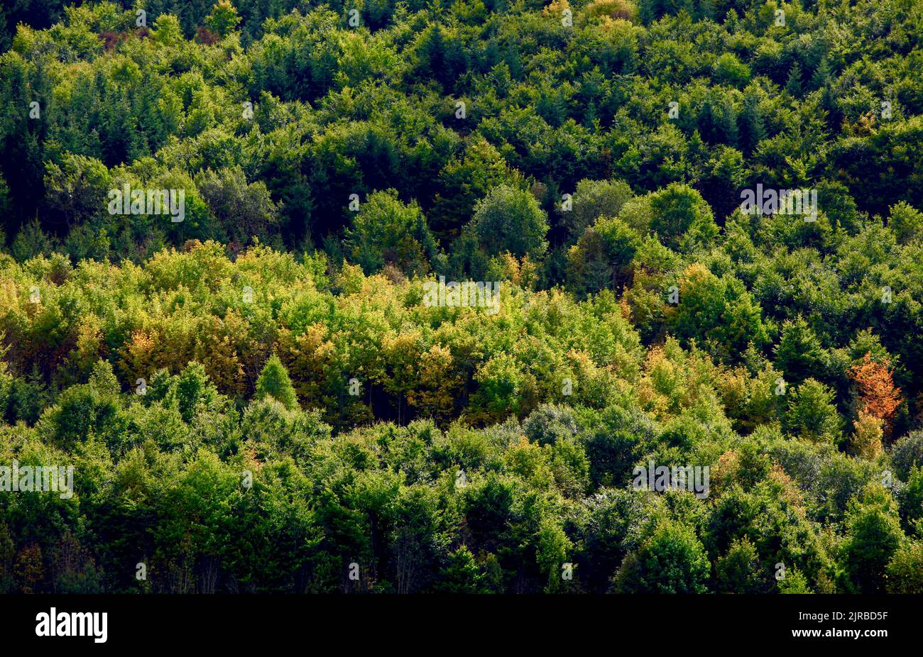 Aerial view of green woodland in Black Forest range Stock Photo - Alamy