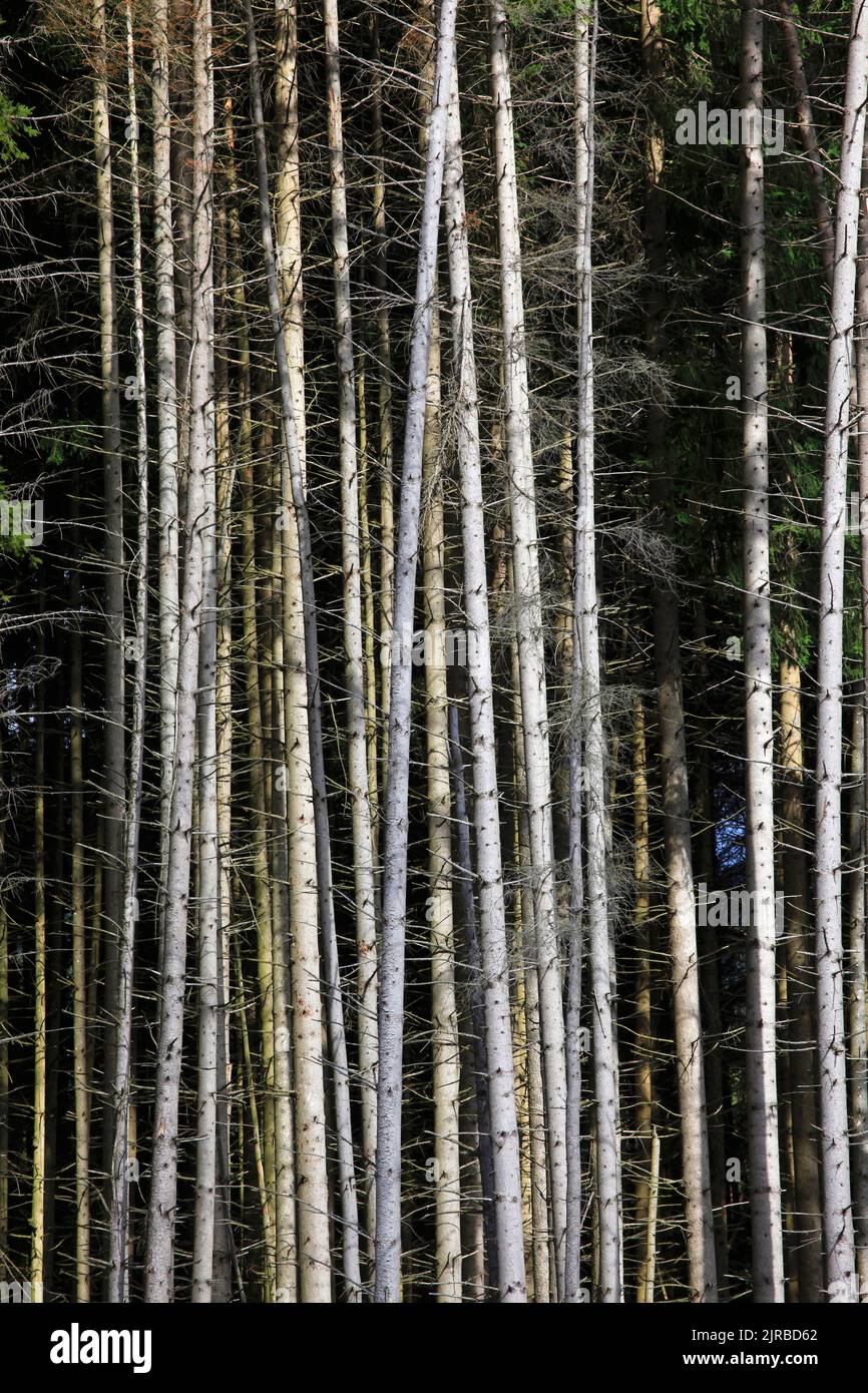 Woodland in Black Forest range Stock Photo - Alamy