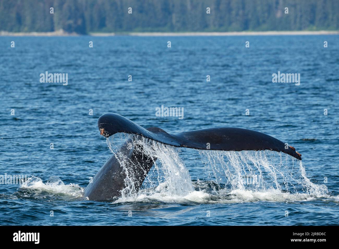 USA, SE Alaska, near Sail Island. Humpback whale (Megaptera ...