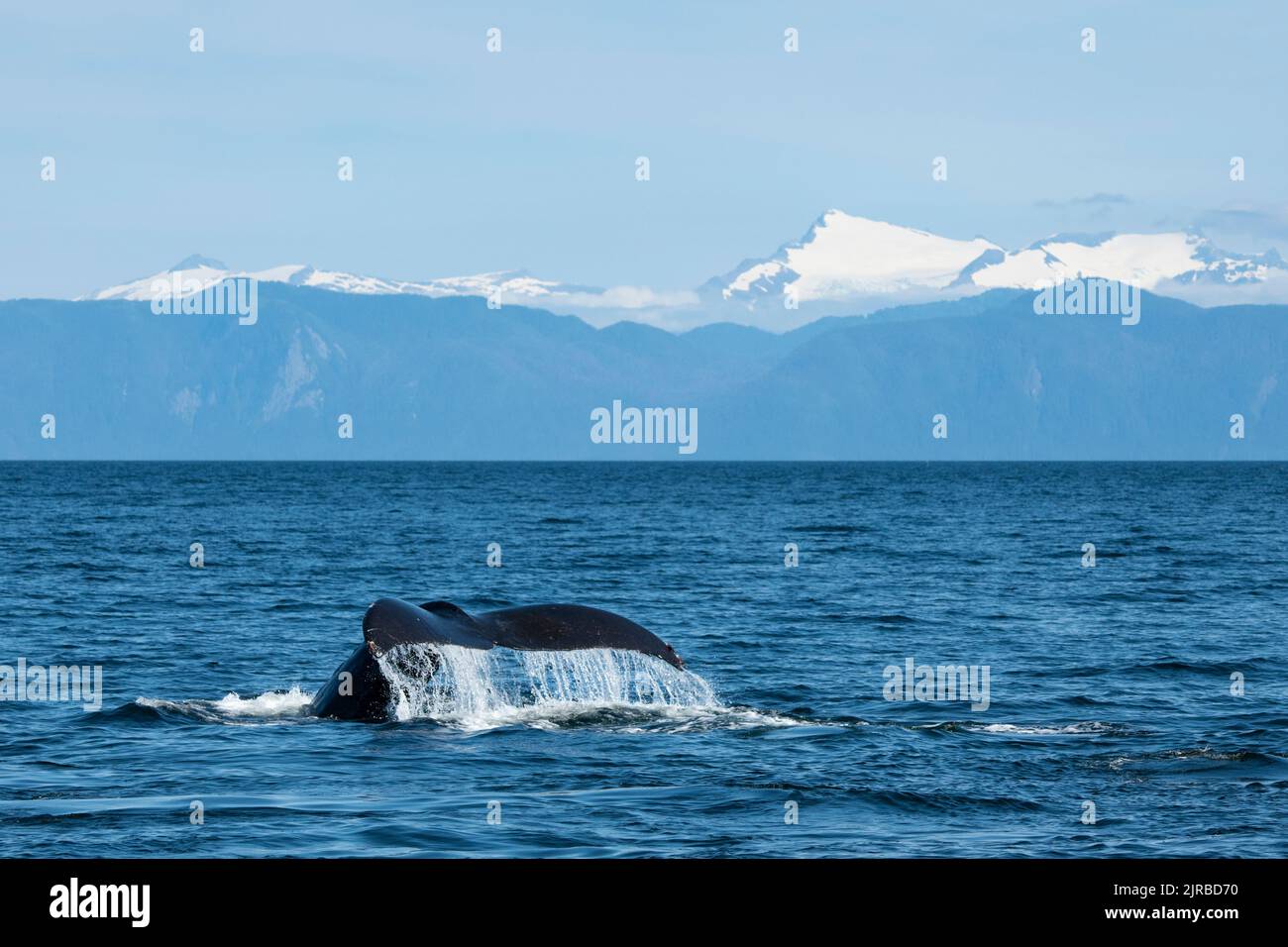 Humpback whale tail scenic hi-res stock photography and images - Alamy