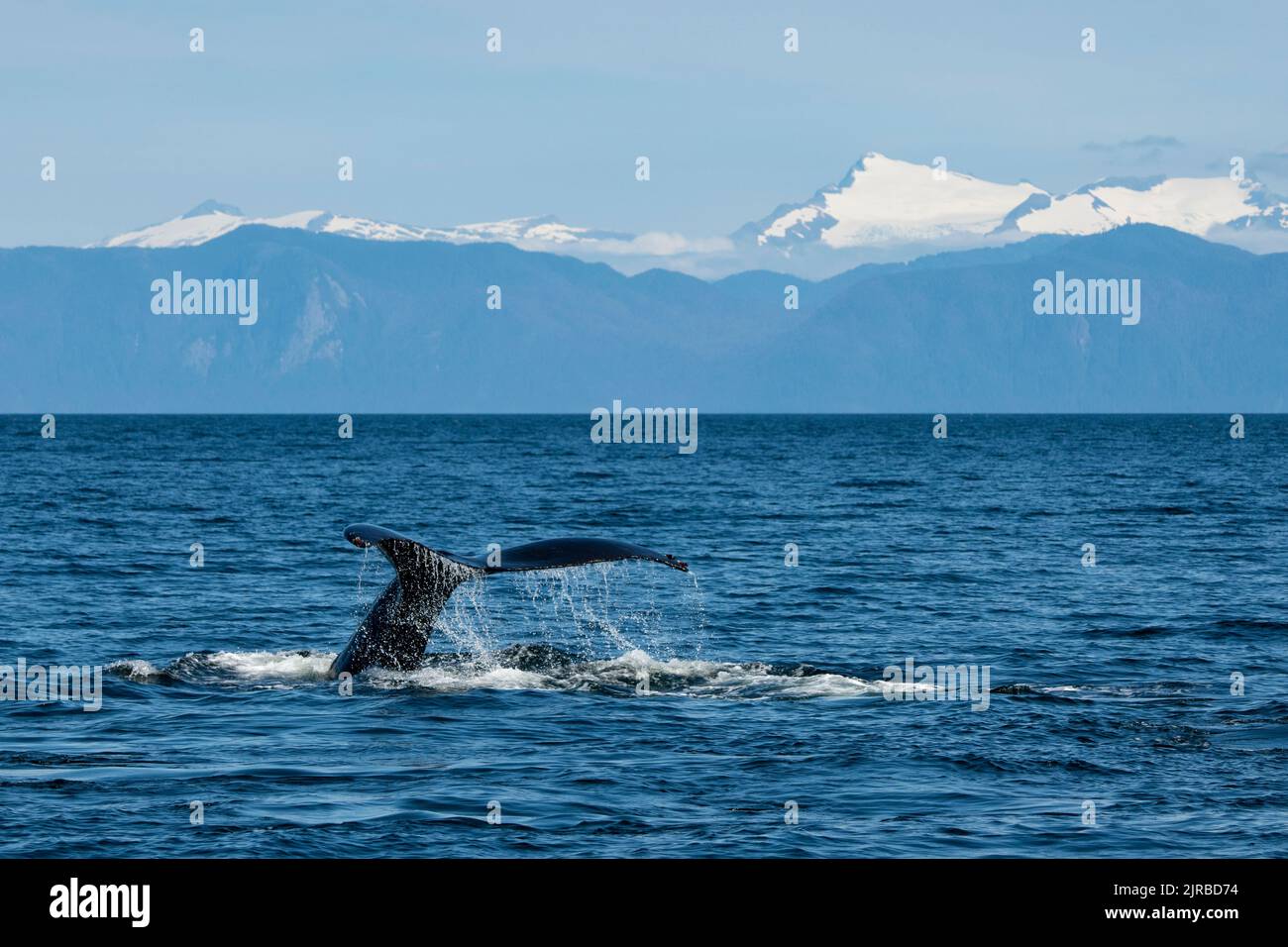 USA, SE Alaska, near Sail Island. Humpback whale (Megaptera ...