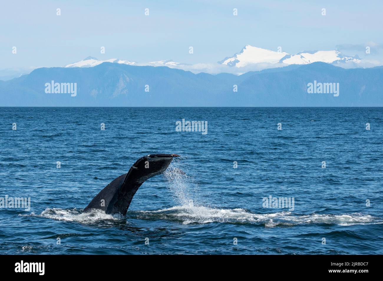 USA, SE Alaska, near Sail Island. Humpback whale (Megaptera ...