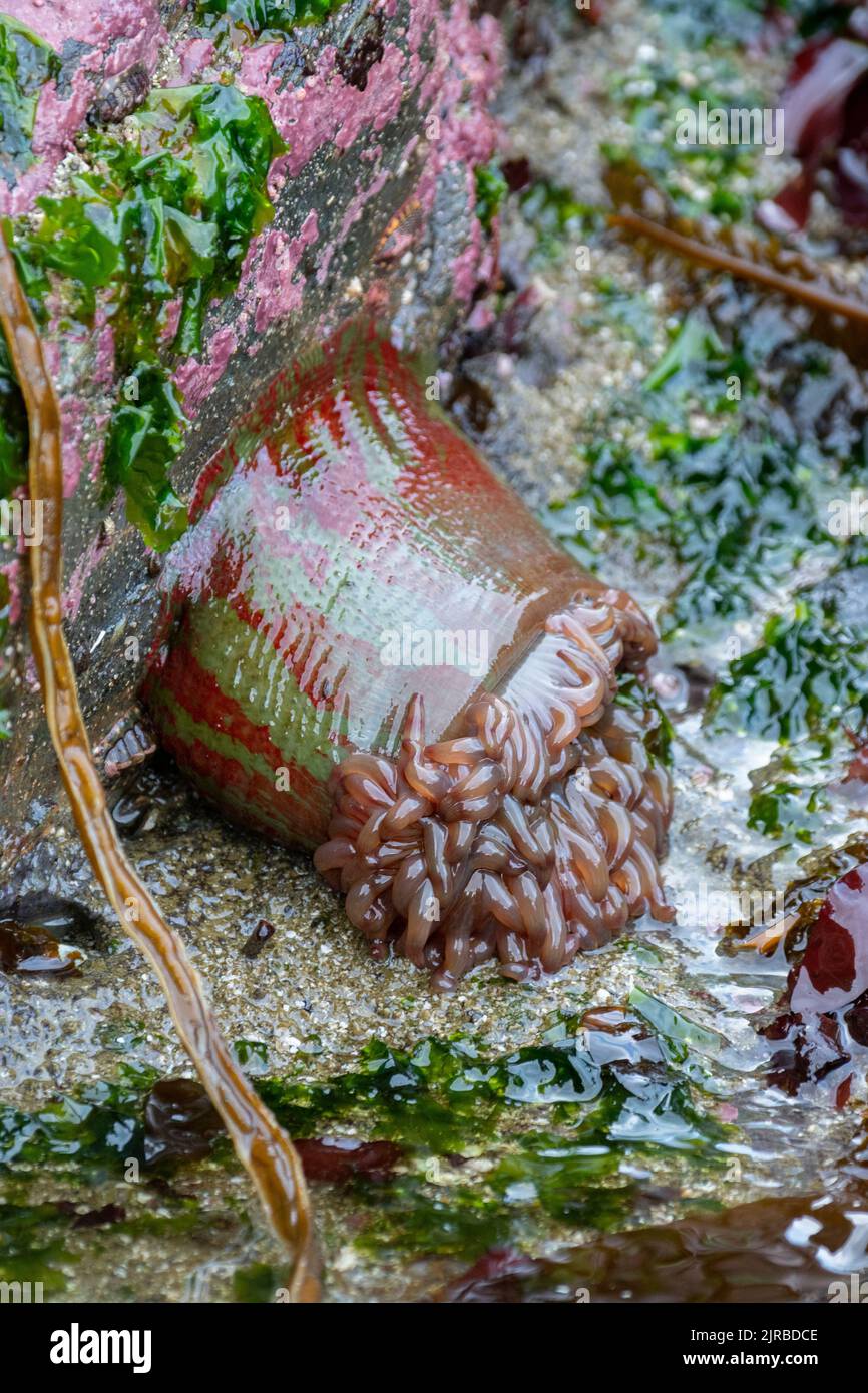 USA, SE Alaska, Inside Passage, Wood Spit. Warty painted anemone aka ...