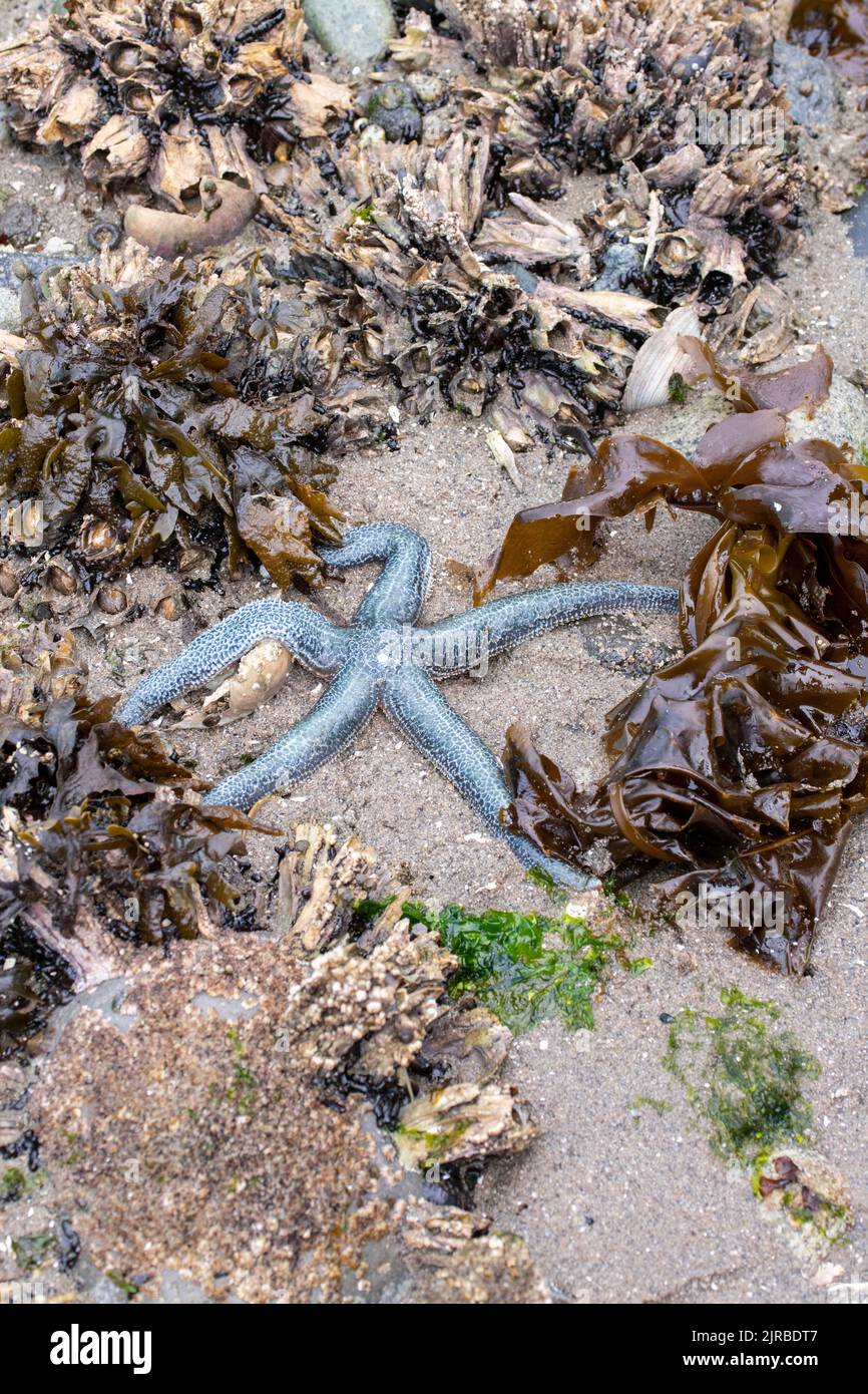 Rayed sea star hi-res stock photography and images - Alamy
