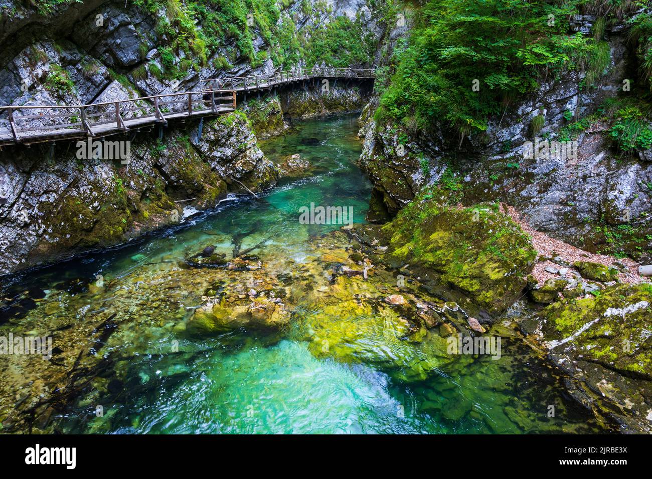 Slovenia, Radovna river flowing through Vintgar Gorge in Triglav ...