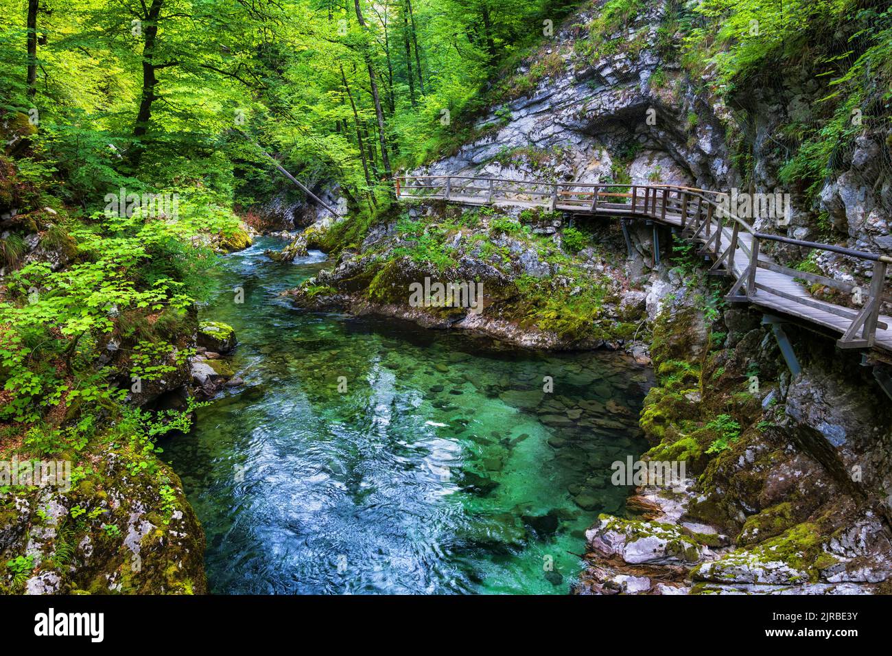 Slovenia, Radovna river flowing through Vintgar Gorge in Triglav ...
