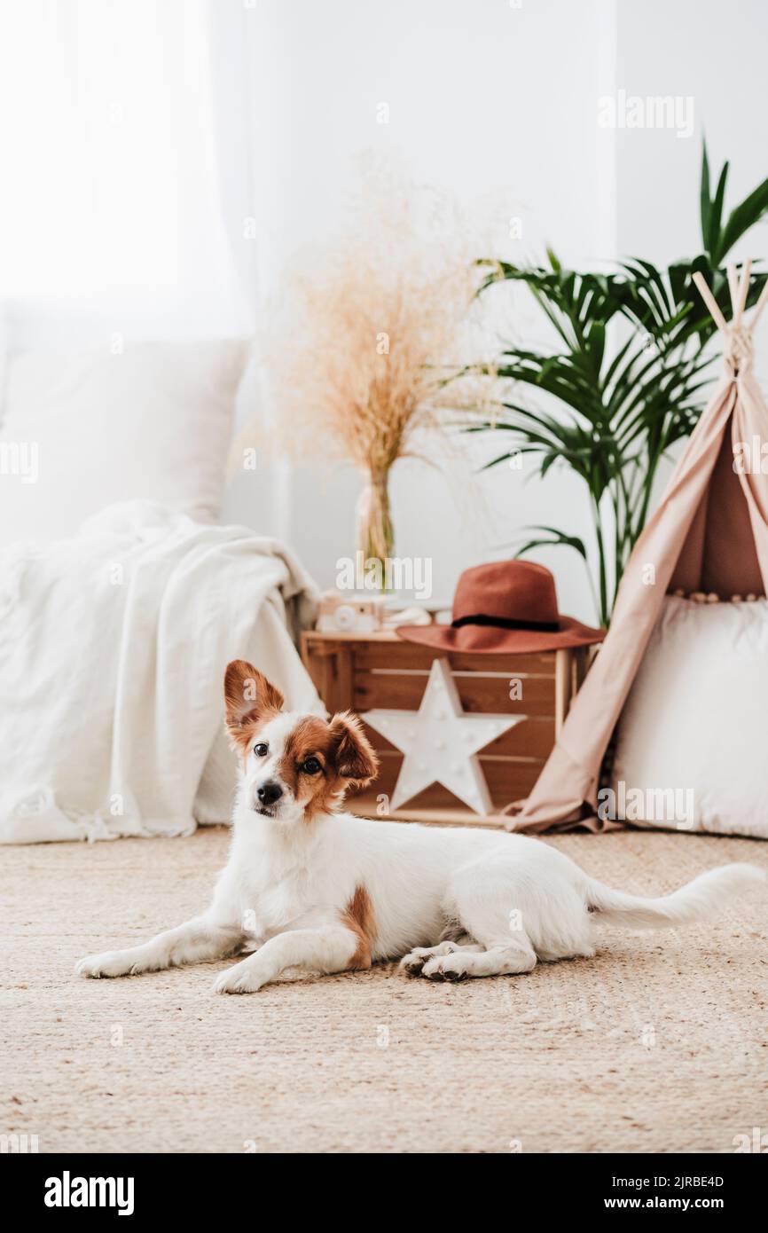 Boho carpet style hi-res stock photography and images - Alamy