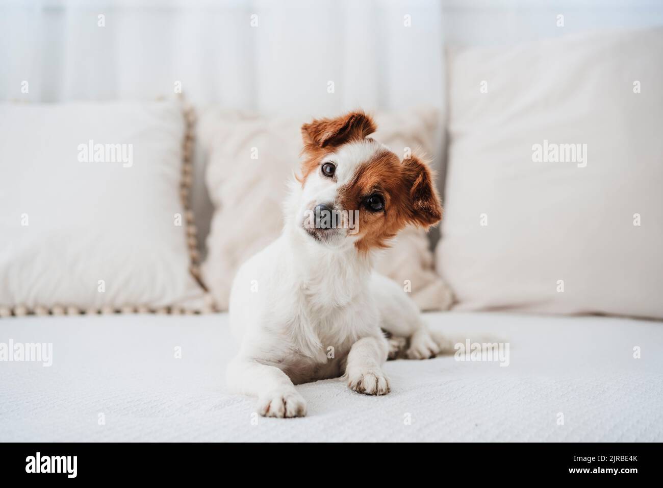 Cute dog sitting on sofa at home Stock Photo - Alamy