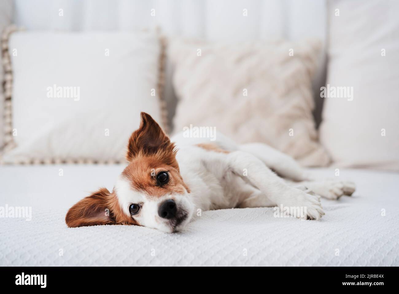 Cute dog lying on sofa at home Stock Photo - Alamy
