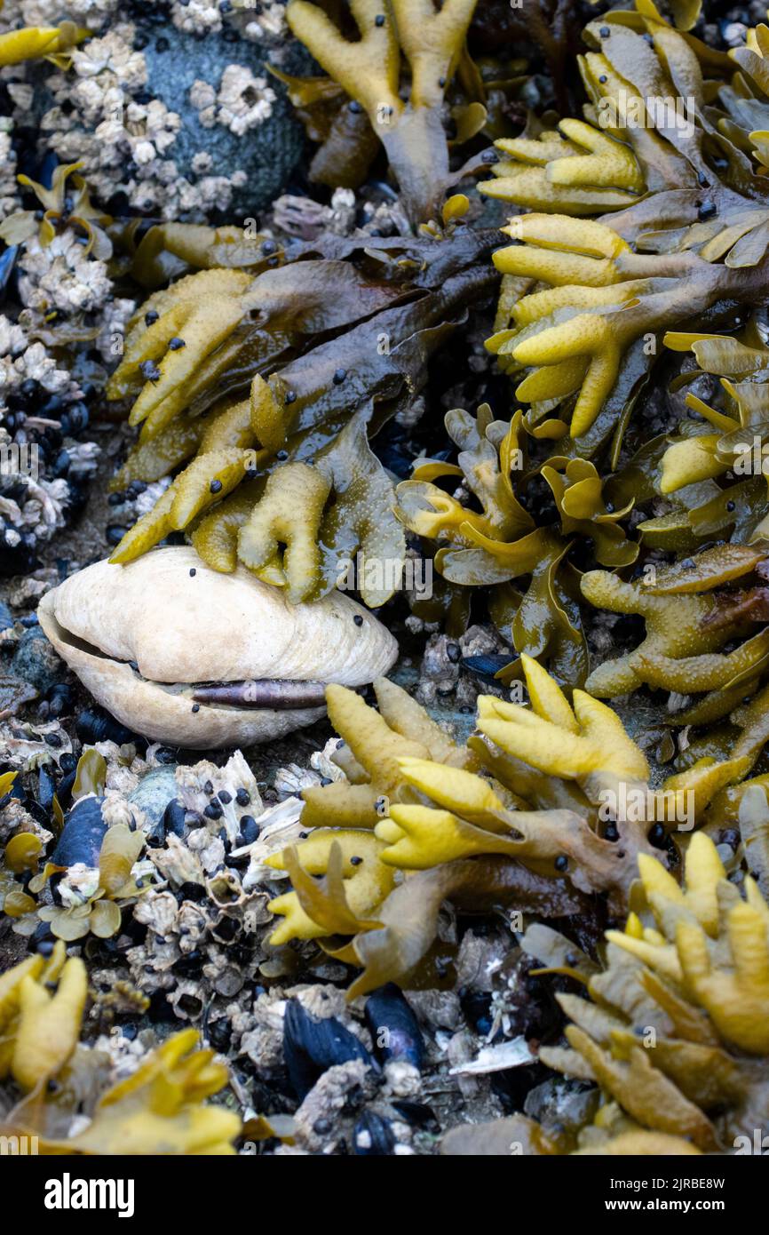 USA, SE Alaska, Inside Passage, Wood Spit. Clam with seaweed on beach ...
